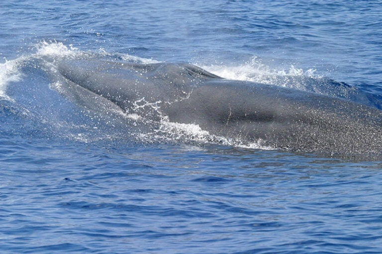 Protect the endangered Rice's whale from extinction - Earthjustice
