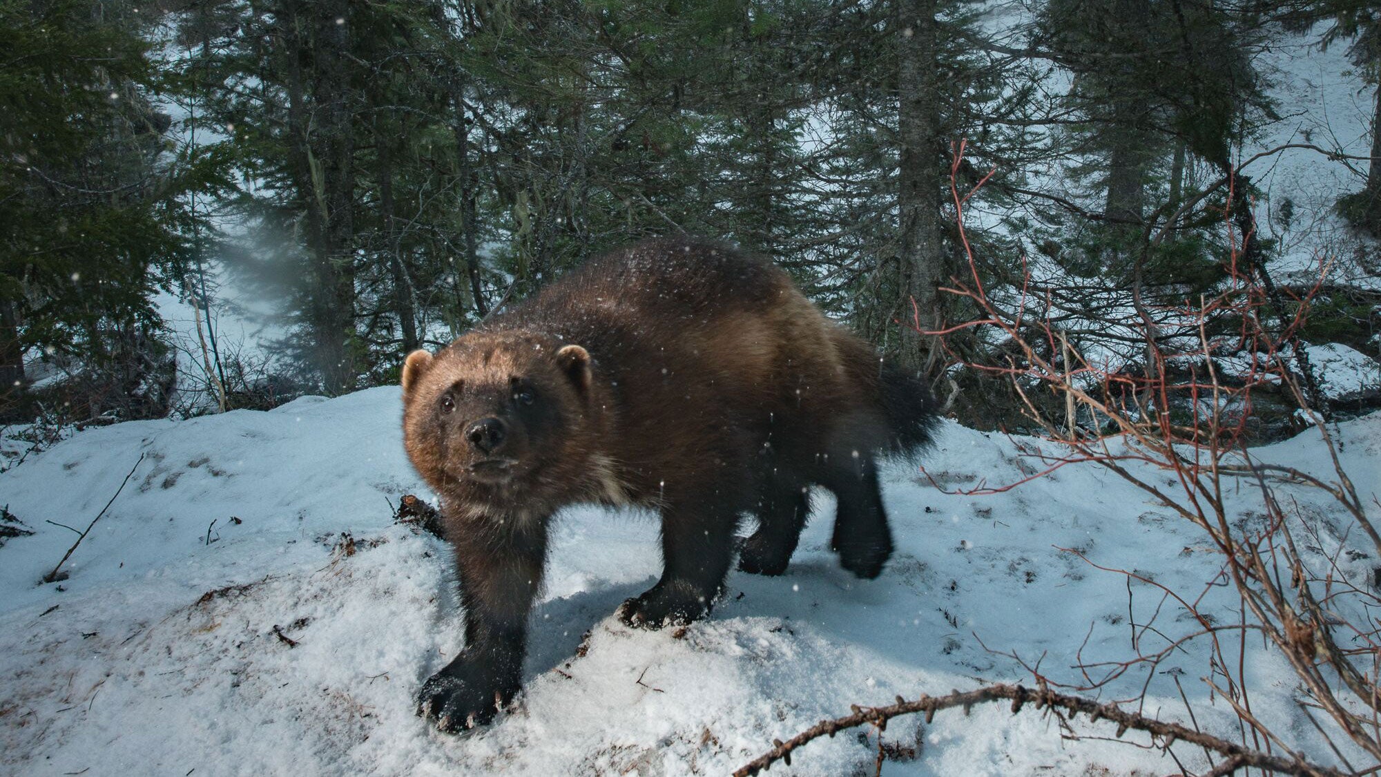 Ending the Extraction and Burning of Fossil Fuels - Earthjustice