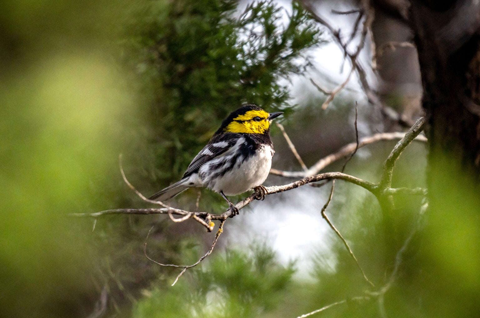 Meet the Texas Bird that is a Bulwark for Biodiversity - Earthjustice