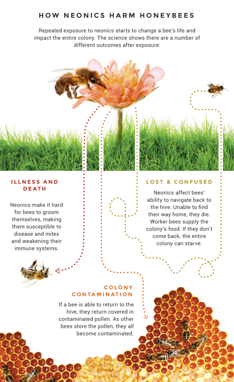Infographic: Bees’ Toxic Problem - Earthjustice