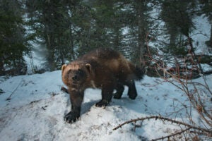 Obtaining Legal Protections for Wolverines - Earthjustice