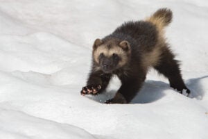 Wolverine Receives Much-Needed Endangered Species Act Protections ...
