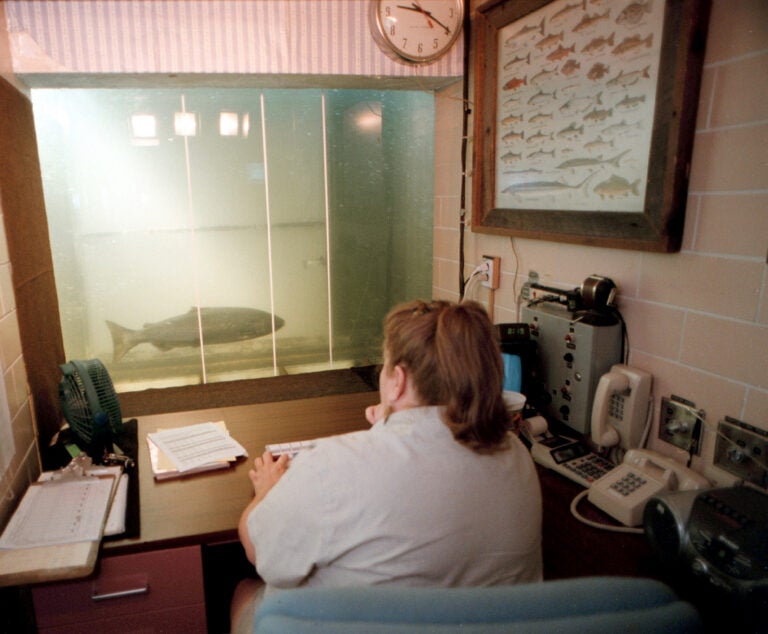 Timeline: A Long Fight to Restore Snake River Salmon - Earthjustice