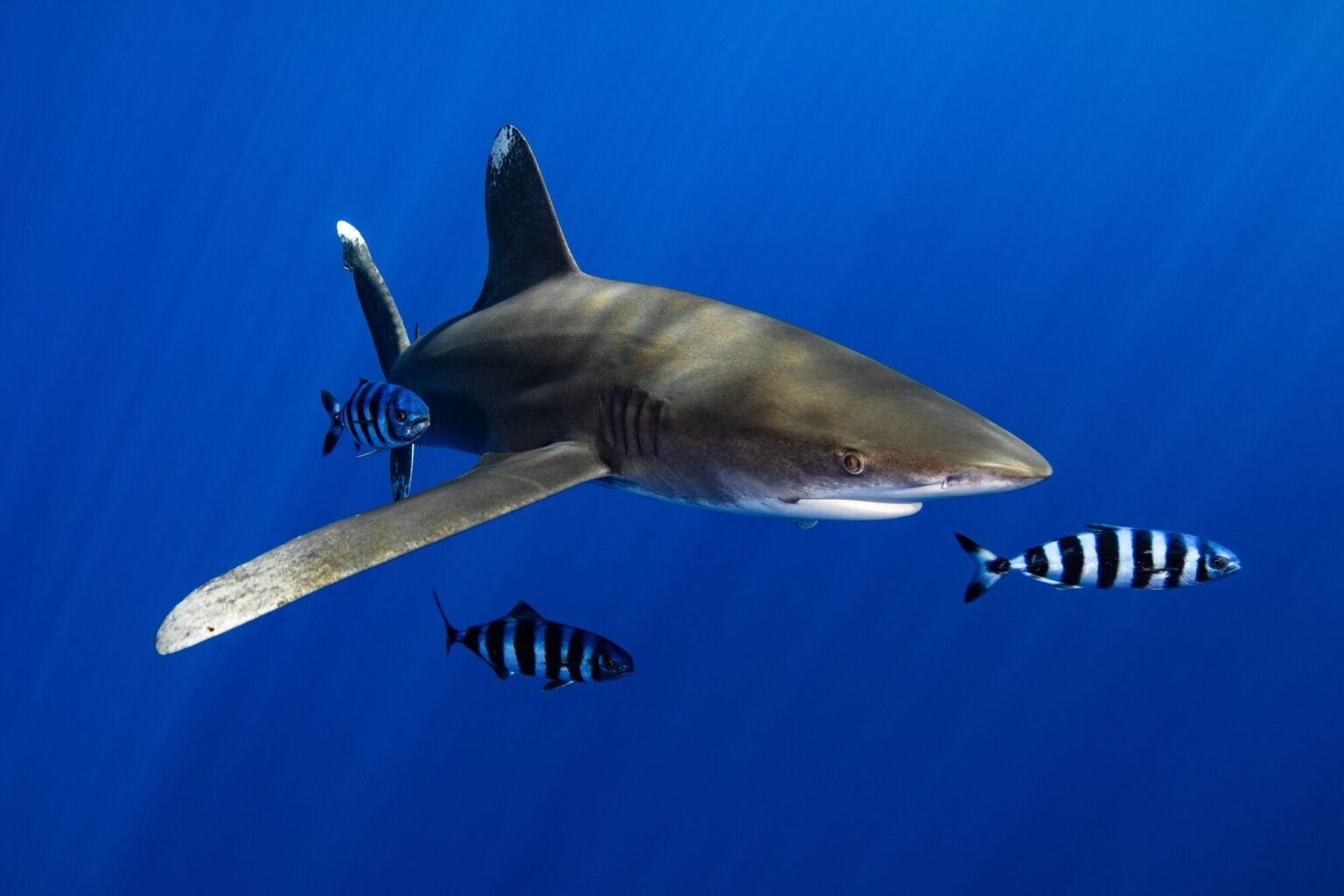 U.S. Senate committee to vote Wednesday on bill to try to stop sharks ...