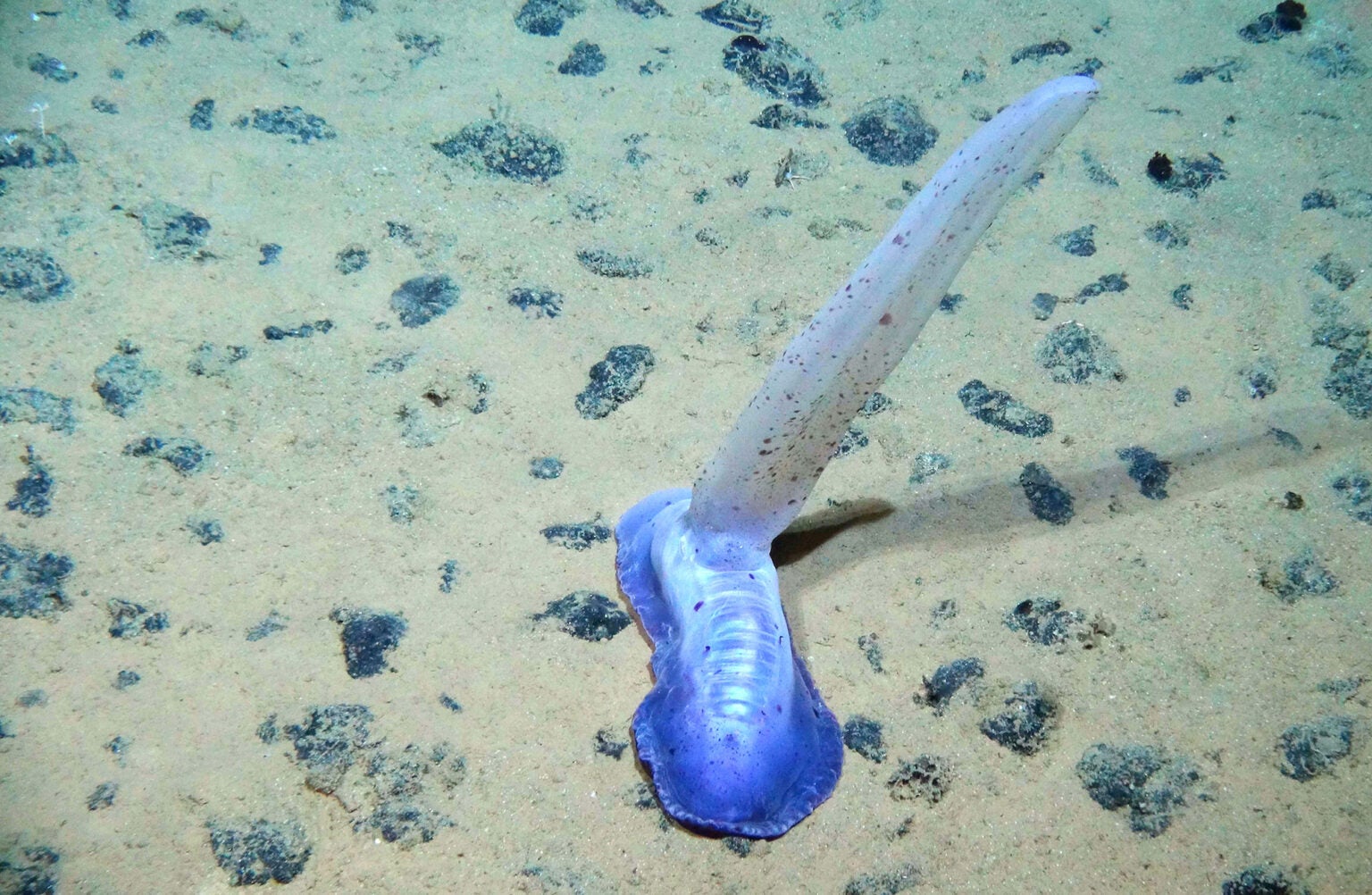 Earthjustice Statement on Trump Administration’s Deep Seabed Mining ...