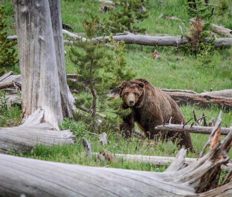 Now Is the Time to Raise Your Voice for Grizzly Protections - Earthjustice