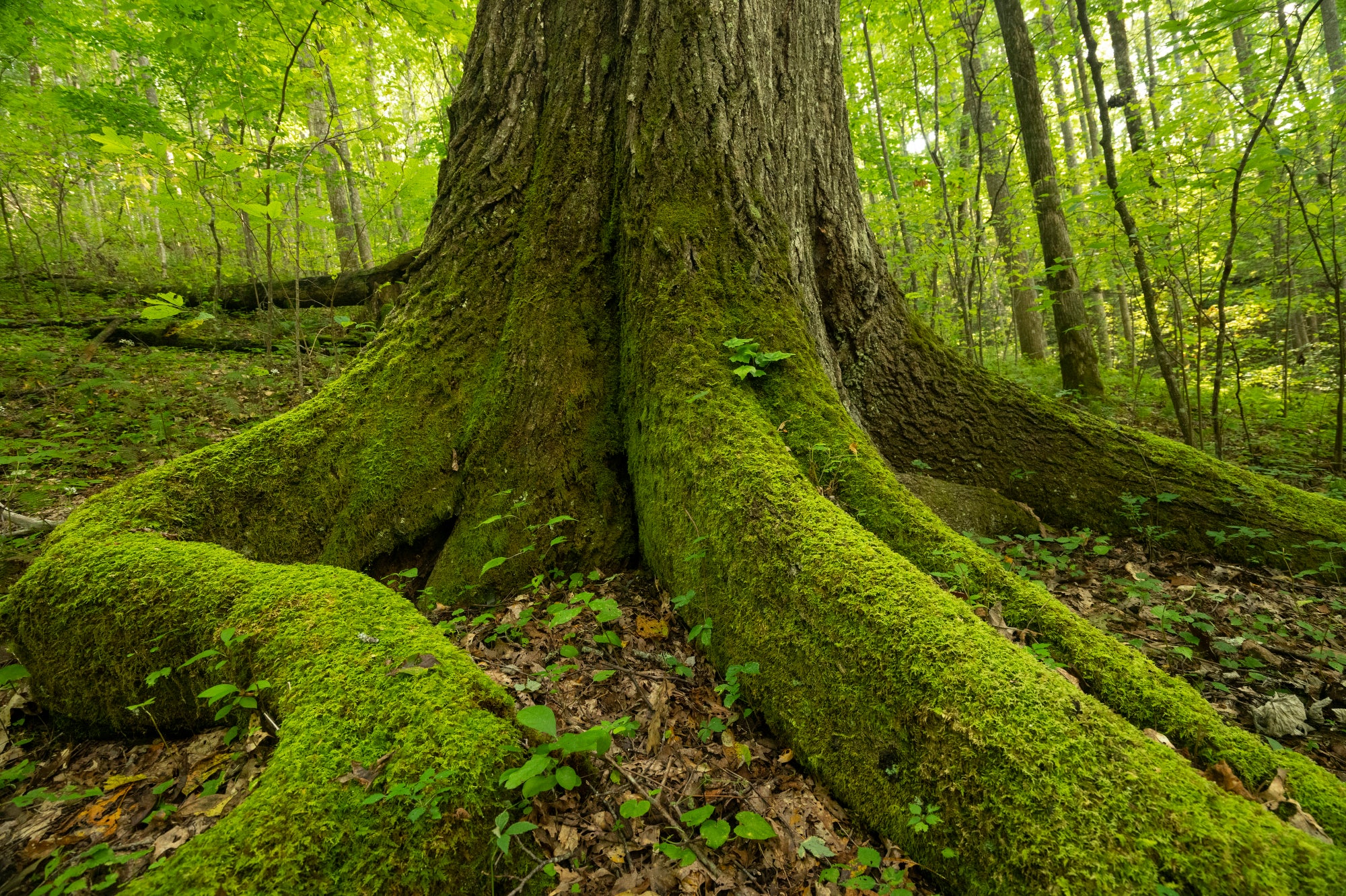 Help Protect Old-Growth Forests Now Before It’s Too Late - Earthjustice