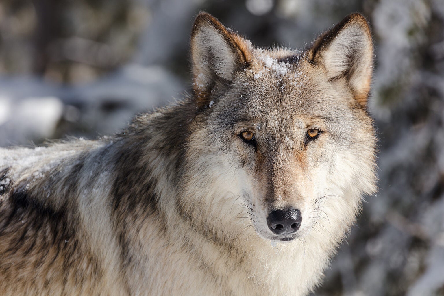 A New Vision for Wolf Conservation After 150 Years of Yellowstone ...