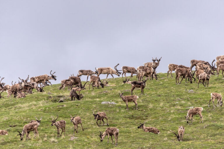 What Will We Lose if Oil and Gas Drilling Expands in Arctic? - Earthjustice