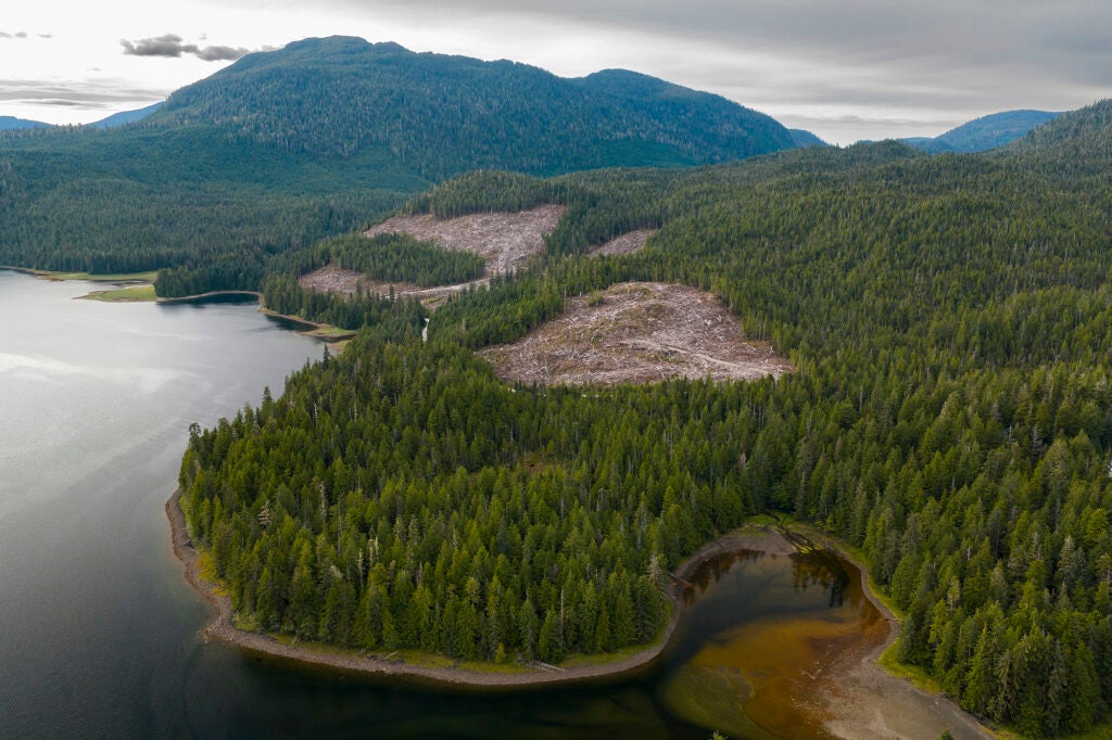 What the Tongass Needs is Time to Heal, Not More Logging - Earthjustice