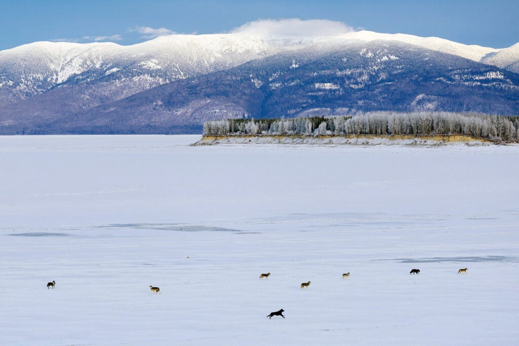 Colorado's Wolf Pups are Leading the Species' Recovery. The Government ...