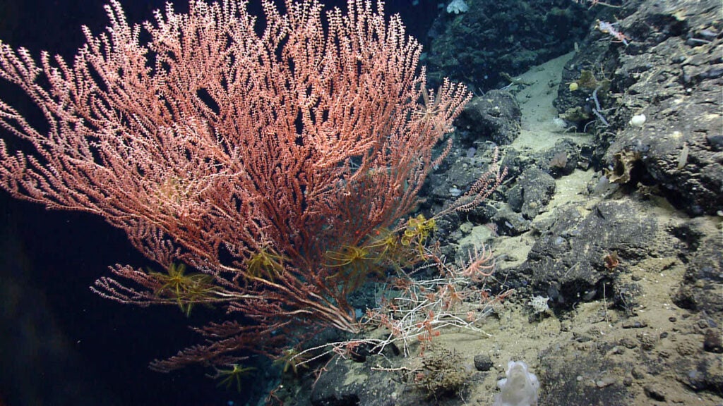 What You Should Know About The Northeast Canyons and Seamounts Marine ...