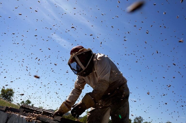 Bee-Killing Insecticide Sulfoxaflor To Remain Off Shelves in California ...