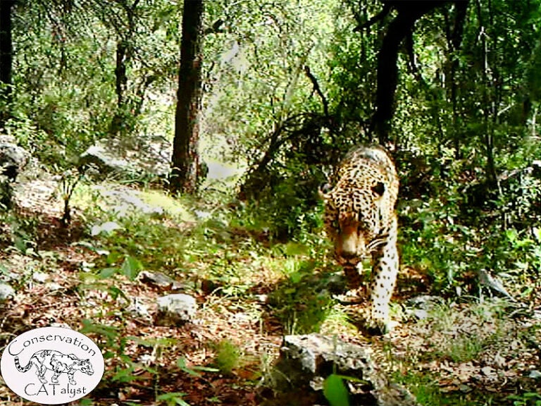Only Known Wild Jaguar in the U.S. Spotted in Arizona - Earthjustice