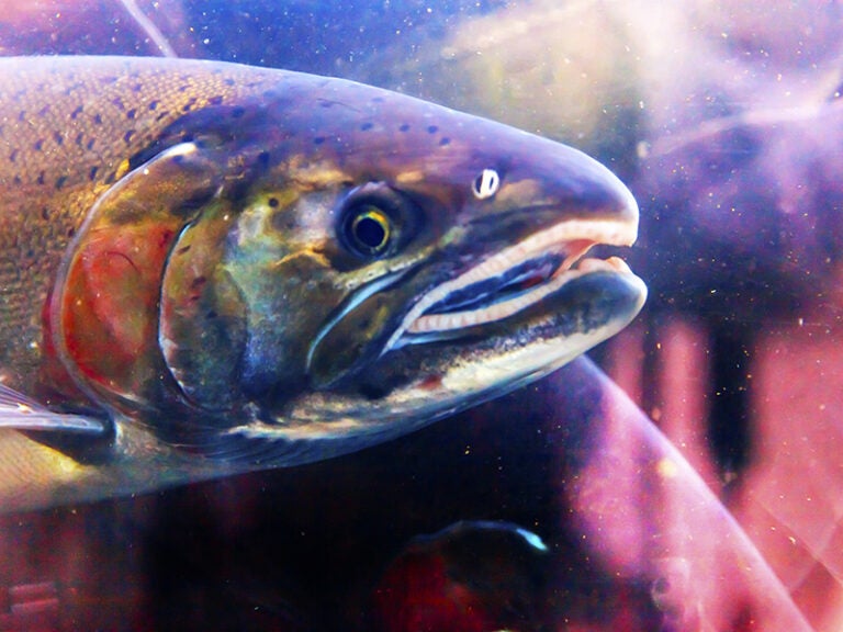 Judges to FDA: Government Must Pull Aside Curtain on Genetically ...