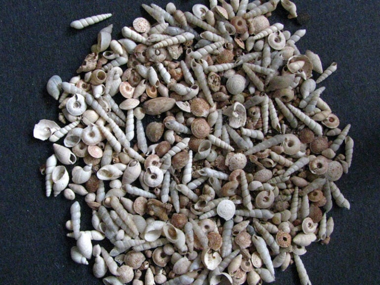 No Species Is Exempt from Our Current Extinction Crisis - Earthjustice