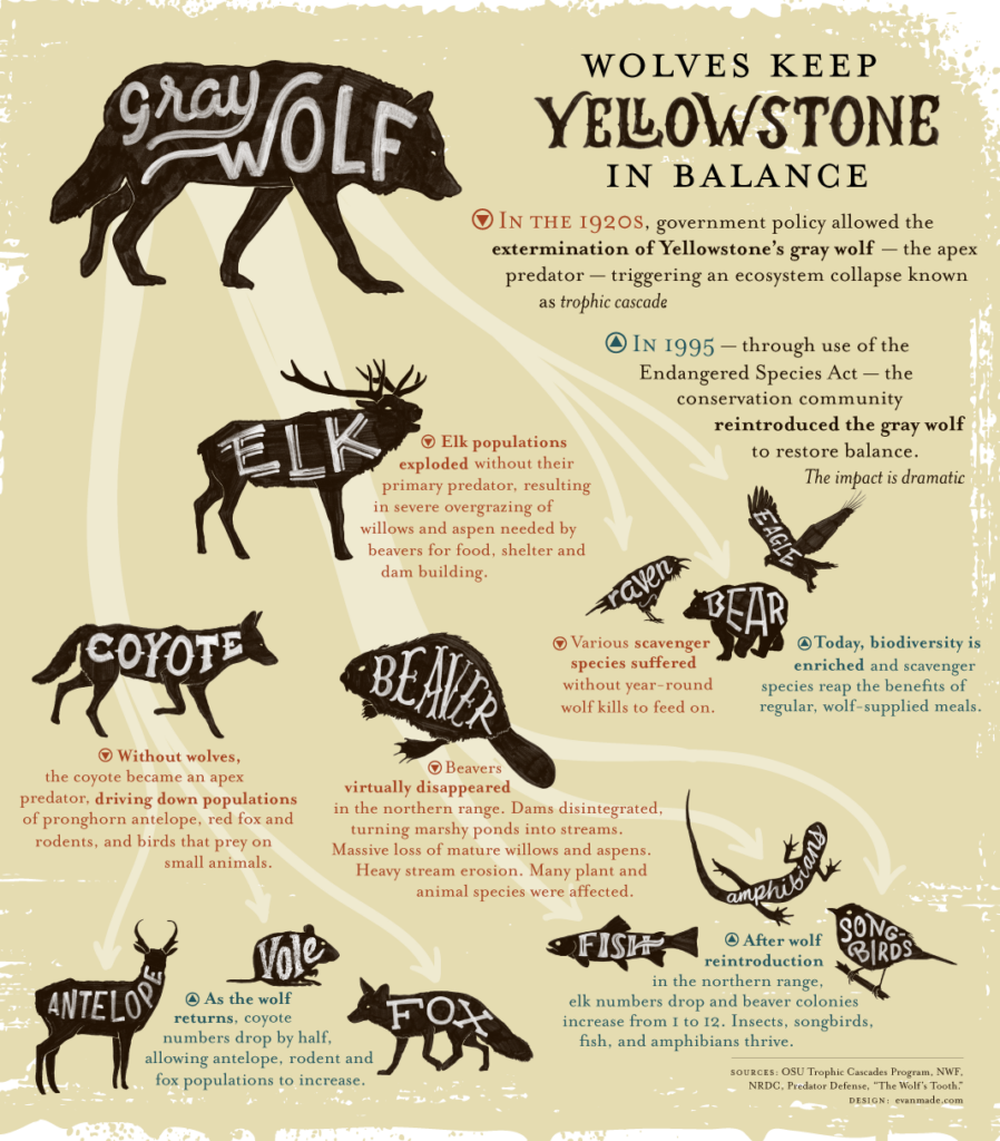 Infographic: Wolves Keep Yellowstone in the Balance - Earthjustice