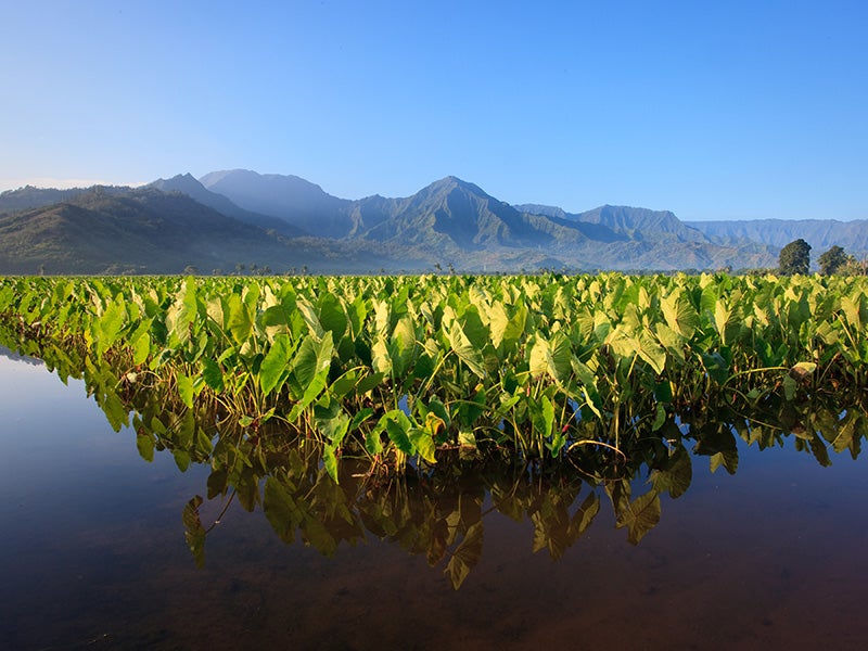 Mid-Pacific Office - Earthjustice