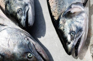 What You Should Know About Genetically Engineered Salmon - Earthjustice