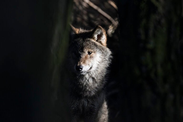 Judge Upholds Ruling Limiting Wolf Trapping, Snaring in Idaho ...