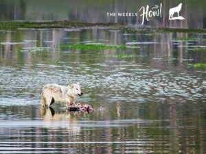 How Wolves Saved the Foxes, Mice and Rivers of Yellowstone National ...